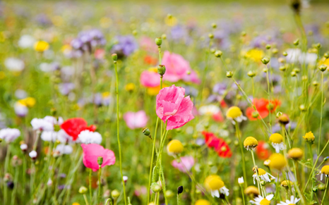 Gemeinde Mutlangen: Wildblumen